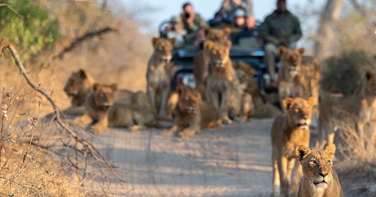 Lion Encounters at Victoria Falls | Conservation Focus