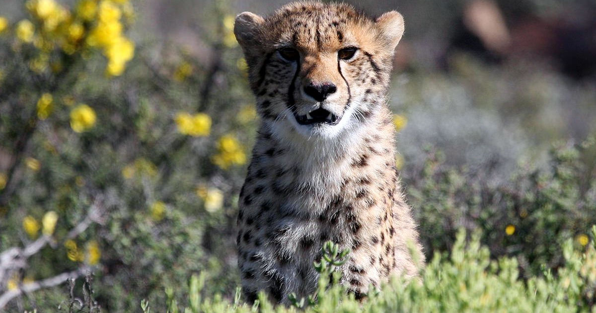 Cape Coast Family Vacation & Safari | 7 Days