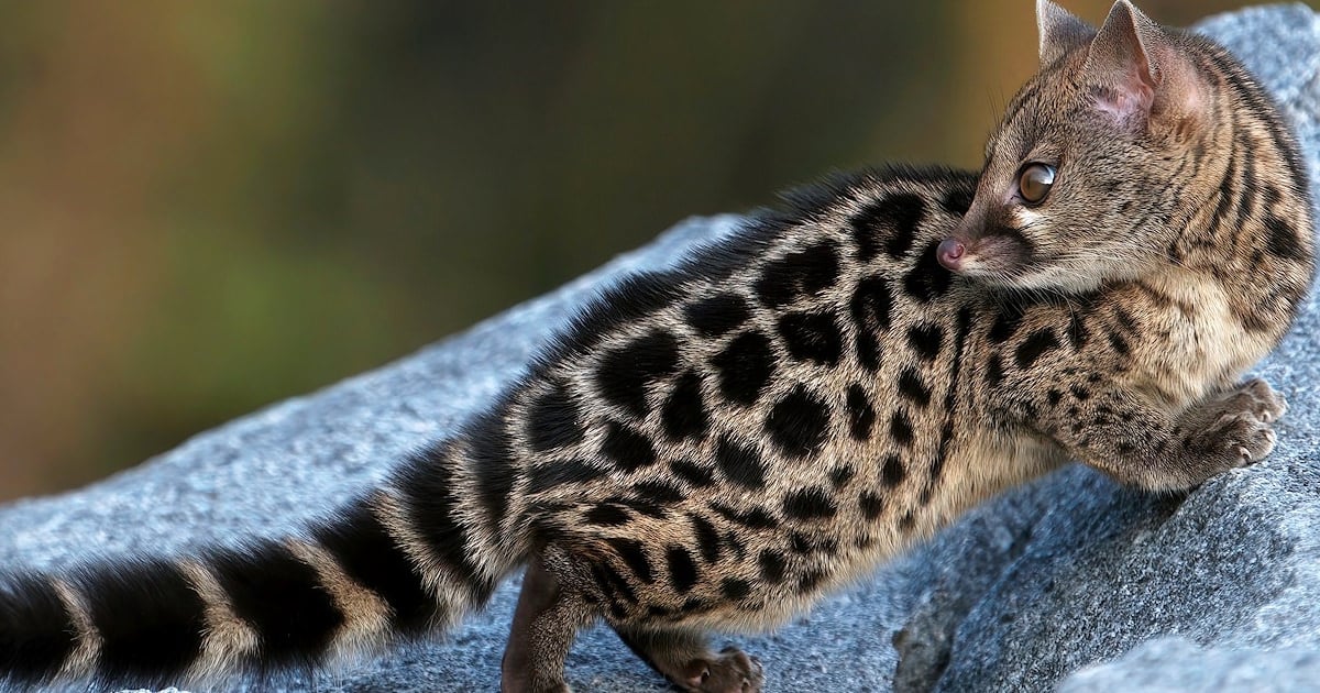 Large-Spotted Genet in Kruger | African Wildlife Guide