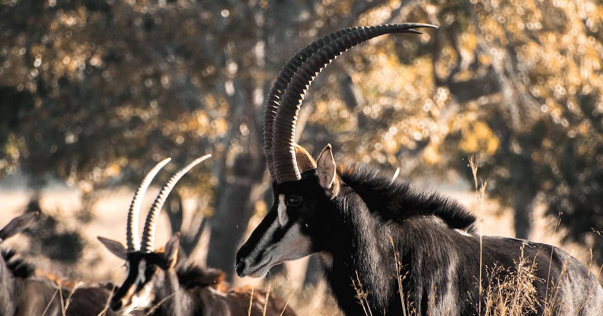 Sable Antelope Birth